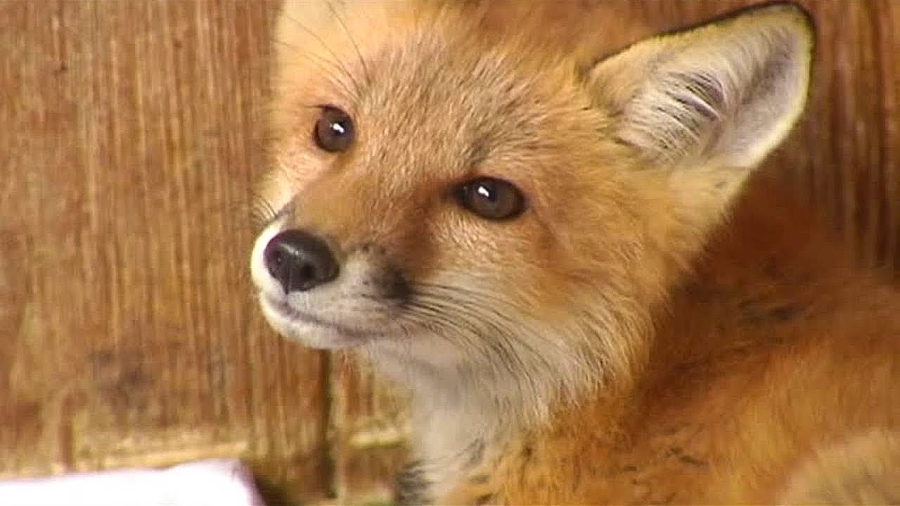These neighbors are treating and feeding sick foxes - YouTube