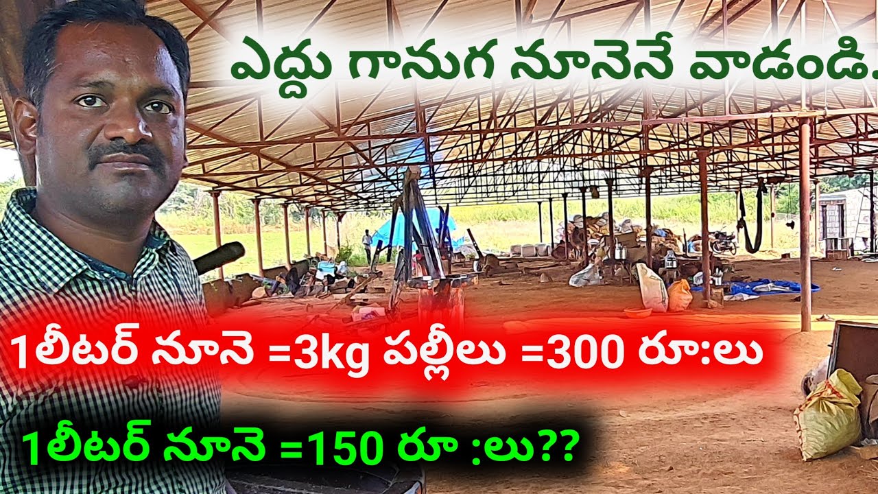 Cold Pressed Oil|Bull Driven Oils|Edhu Ganuga Nune In Telugu|Ganuga ...