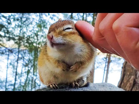 Why Chipmunk Wally Lets Me Pat Her With Empty Hands