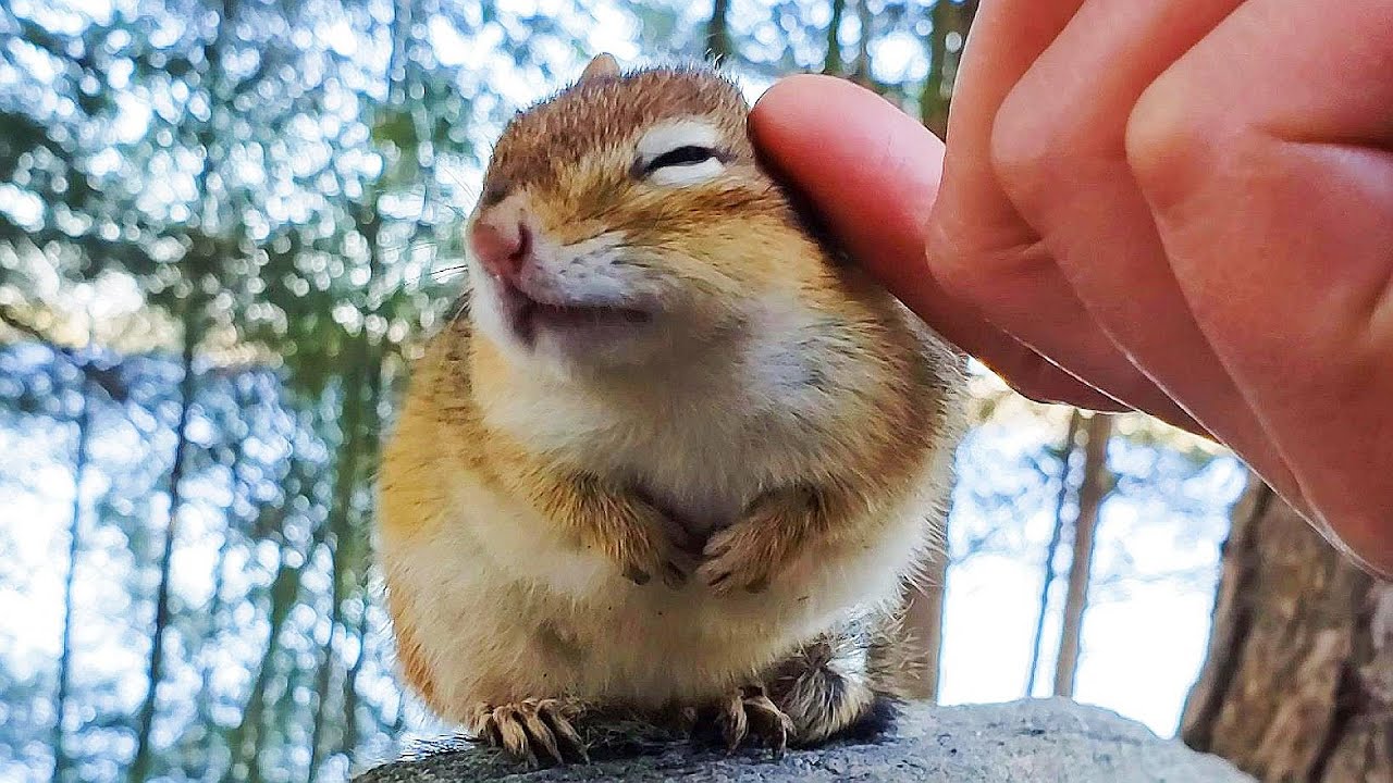 먹이를 주지 않아도 다람쥐 월리를 만질 수 있었던 이유 Why Chipmunk Wally Lets Me Pat Her With ...