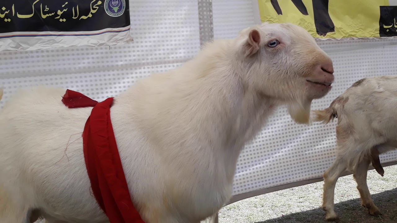 World Famous Goats || Amazing Quality Animals || White Animals in the ...