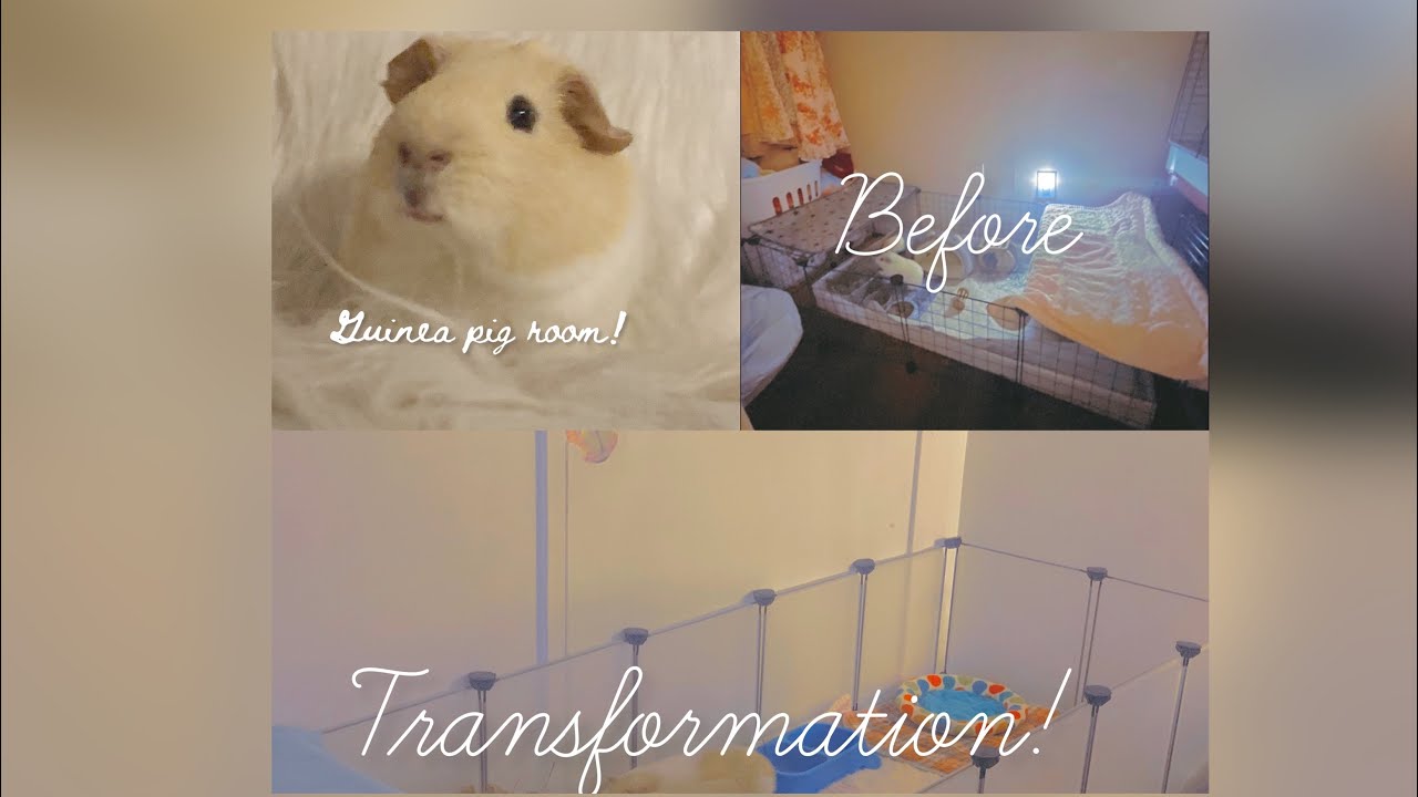 GUINEA PIG. room transformation!! 🤍 - YouTube