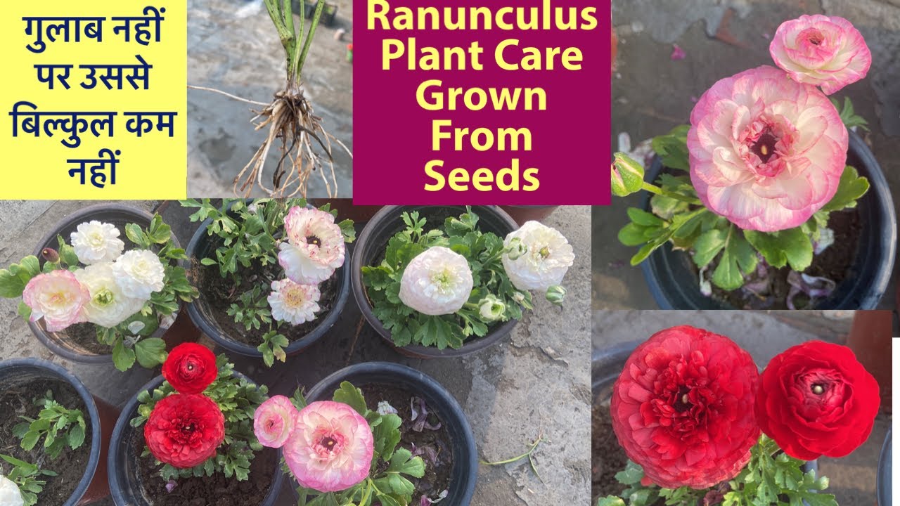 गुलाब जैसे फ़ूल पर खिलता सिर्फ़ तेज़ सर्दी में || Ranunculus From Seeds ...