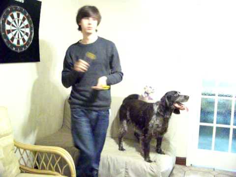 Dog playing with darts :) - YouTube