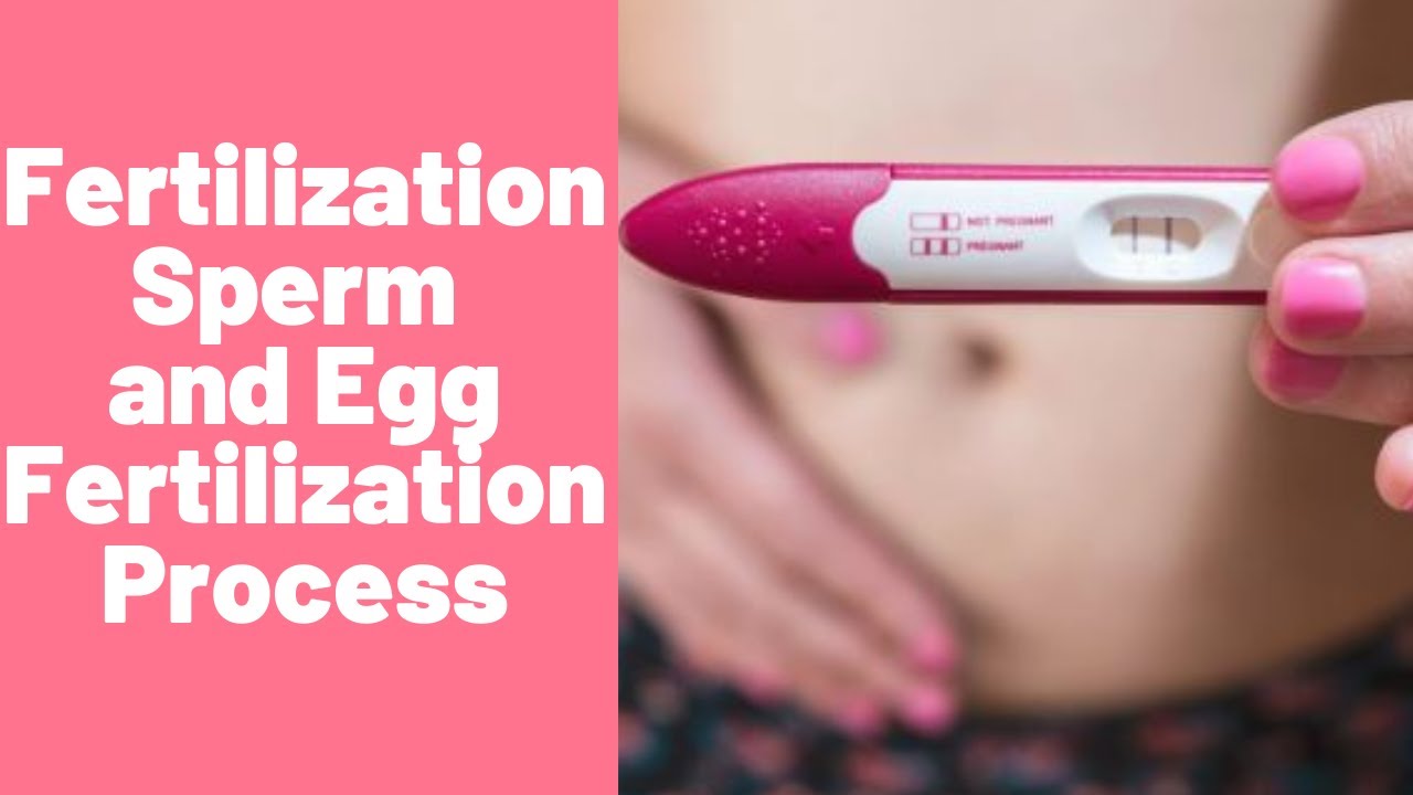 Fertilization - Sperm and Egg Fertilization Process - YouTube
