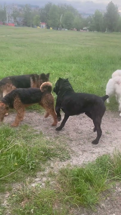 Эрдельтерьер гуляет с друзьями #airedale #эрдель #донецк #канекорсо # ...
