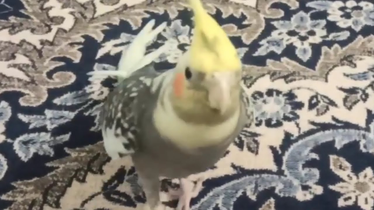 The beautiful singing of the Merciful Father - YouTube