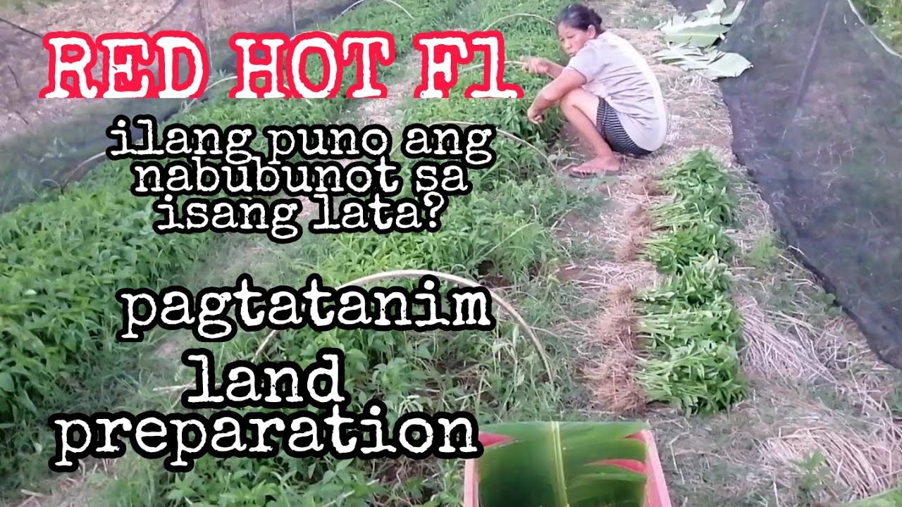 RED HOT F1/SILING LABUYO/ILANG PUNO ANG NABUBUNOT SA ISANG LATA - YouTube