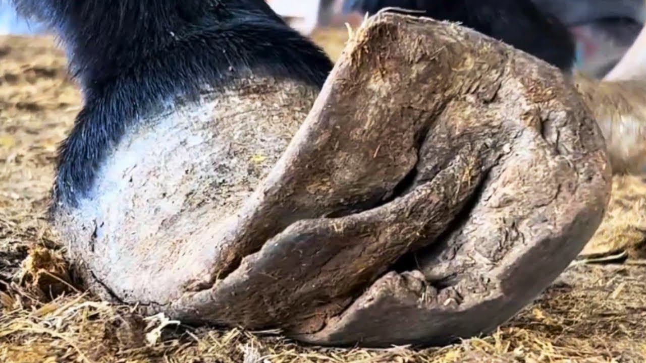The Donkey's Hoof Curled Up In 3 Layers, Like Blooming, Finally Cured ...