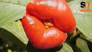 Hookers Lips Flower, I bet You Have Never Seen This Before