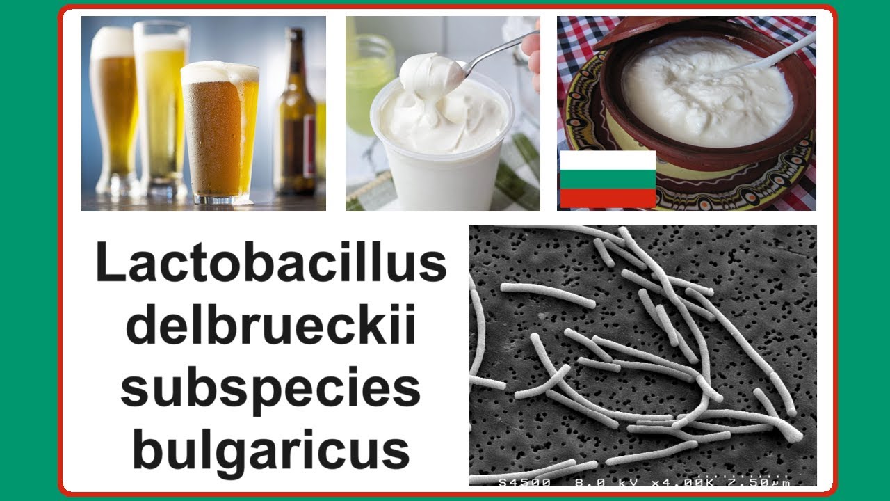 Lactobacillus delbrueckii subspecies bulgaricus - YouTube