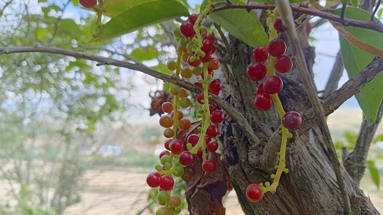 Eating Sweet Fruits "Simalto" 🤪😅 - YouTube