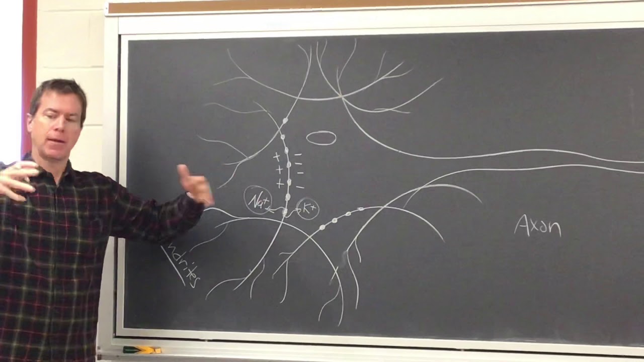 Neuron action potential, depolarization explained - YouTube