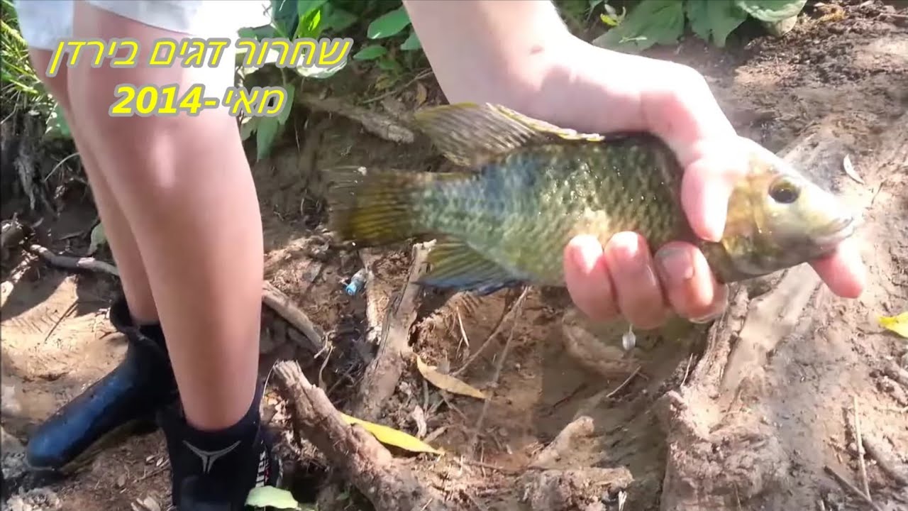 דיג-ליאור גכמן שחרור דגים בירדן 24/05/14 Jordan River Fishing - YouTube