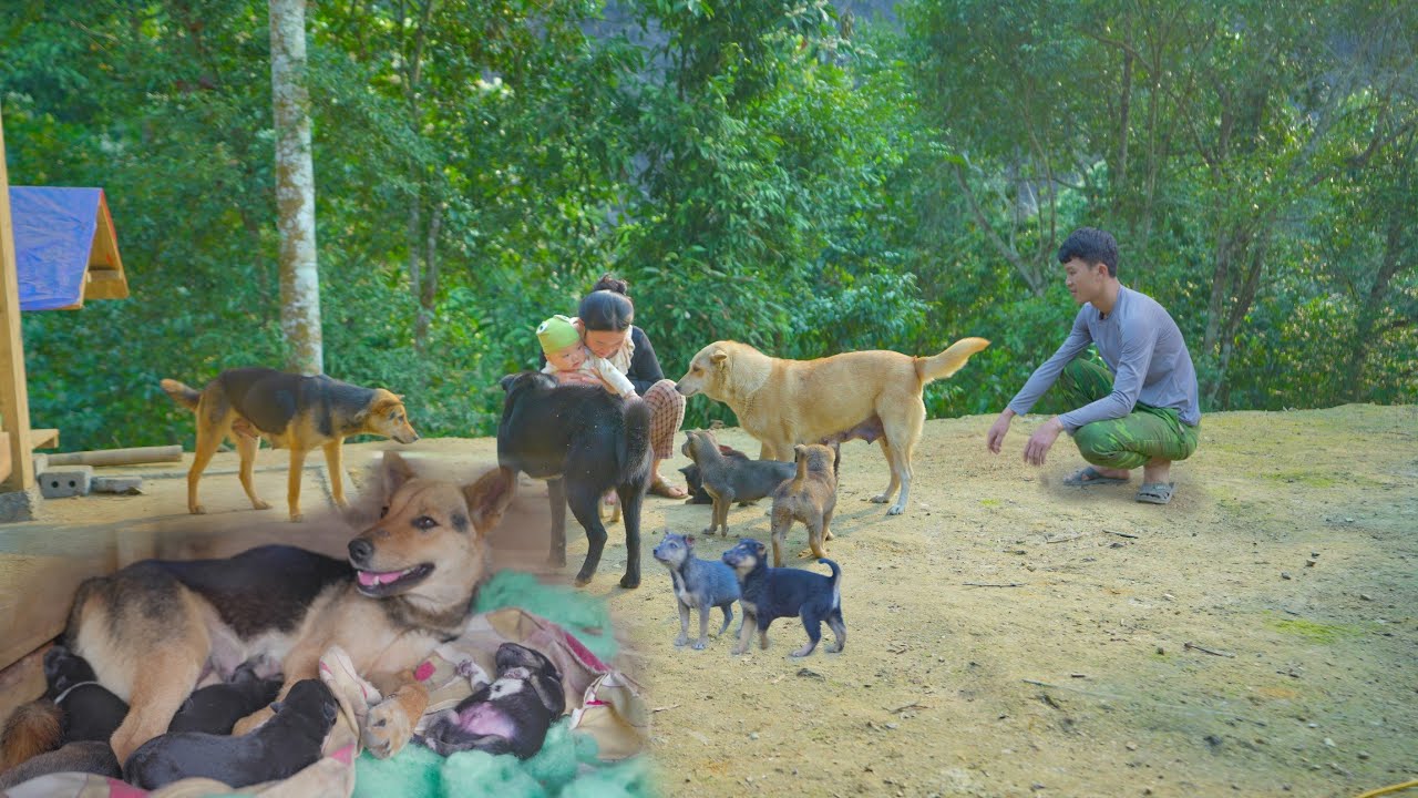 Mother Dog Gives Birth to Puppies in a Row: From 1 Puppy to a Litter ...