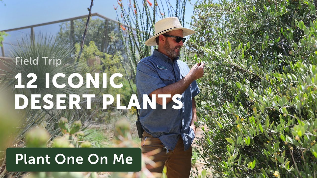 12 Iconic Plants of the SONORAN DESERT — Ep. 332 - YouTube