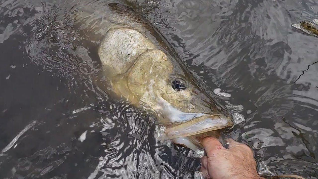 Monster Snook!!! (Always Bring The GoPro!!!) - YouTube