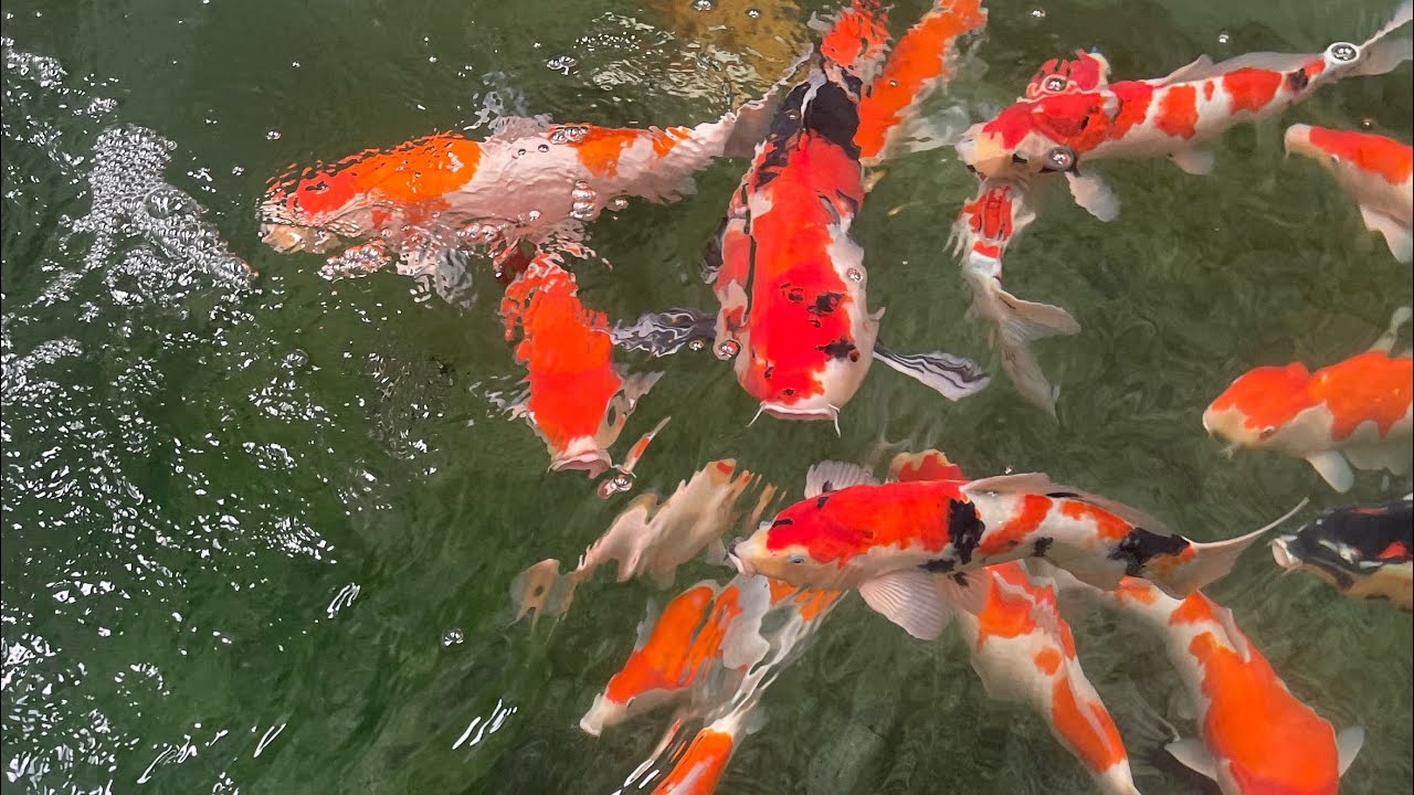 Japanese koi farm visit in Vietnam - YouTube
