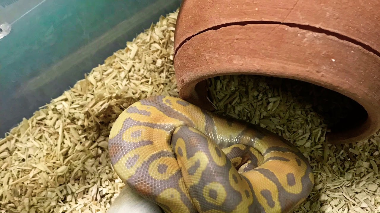 Feeding CG ball python a hamster🐹🐍 - YouTube
