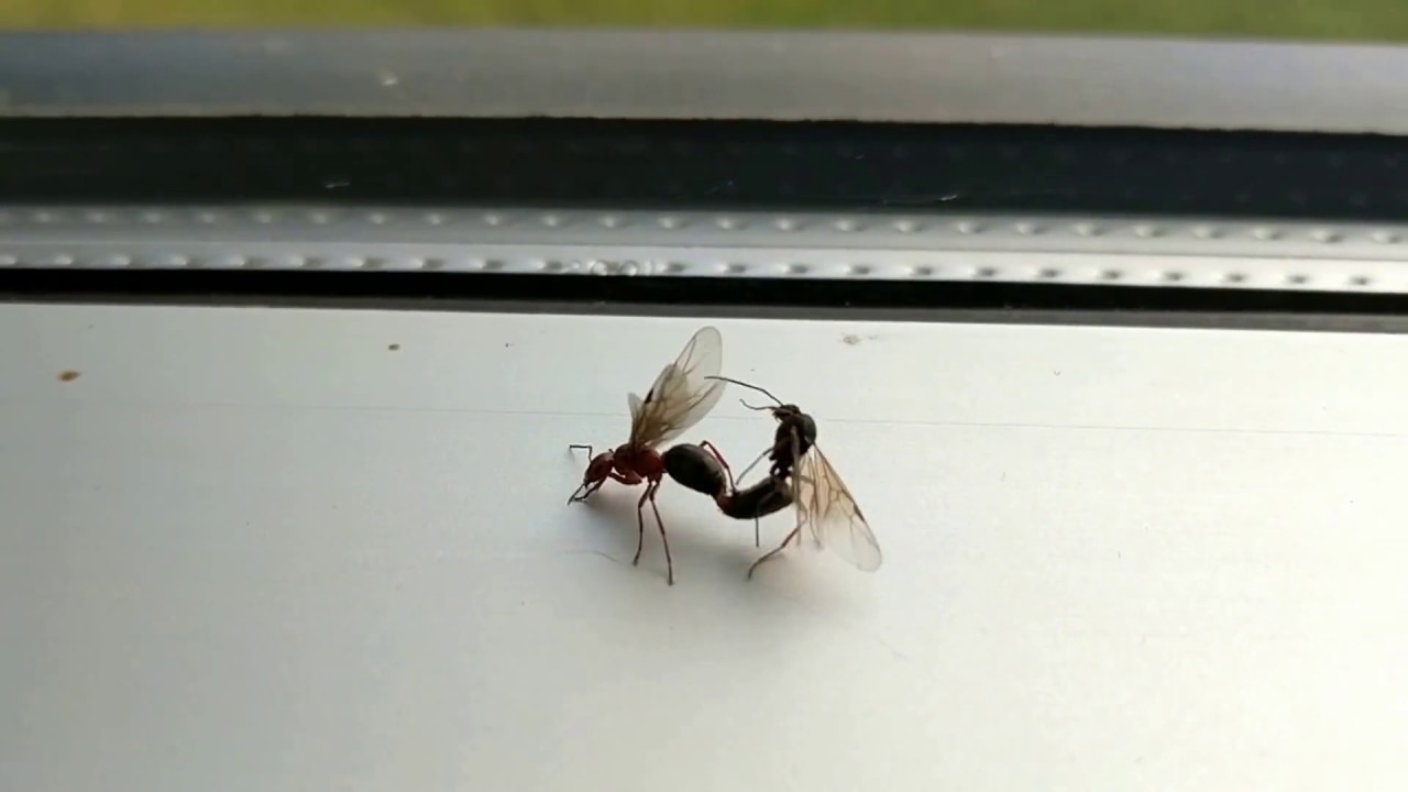 Ants mating high def - YouTube
