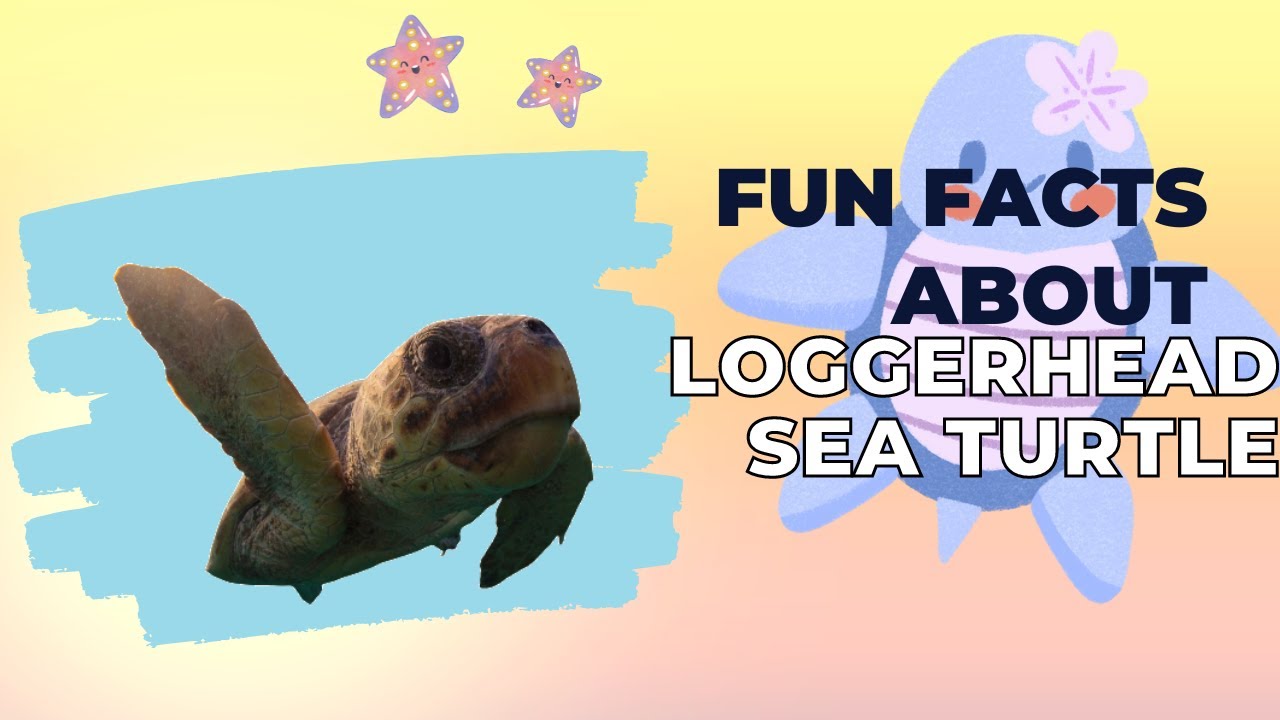Animal Facts: Loggerhead Sea Turtle - YouTube