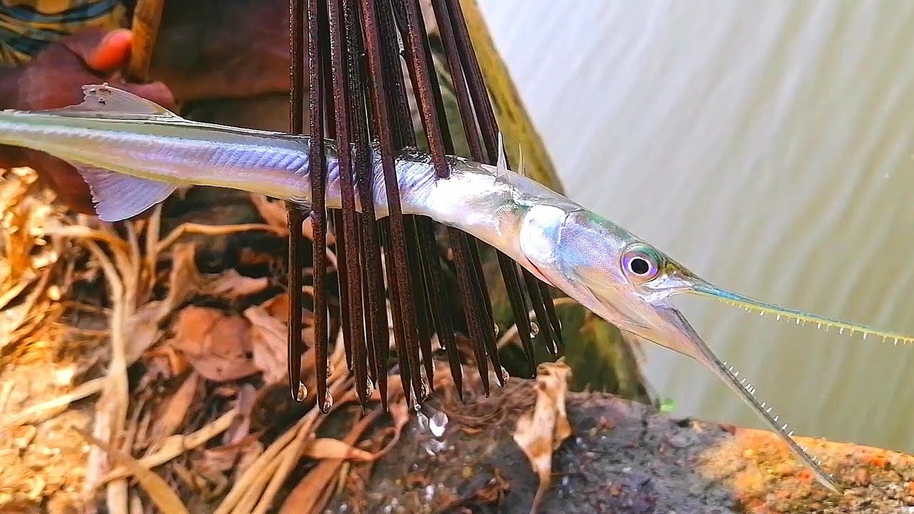 কাকিলা মাছ শিকার - How to Catch Kakila Fish By Tata in River - SP ...