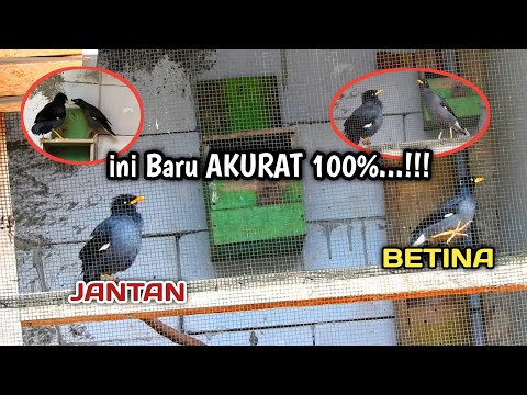 PERBEDAAN JALAK KEBO JANTAN DAN BETINA‼️ PALING AKURAT