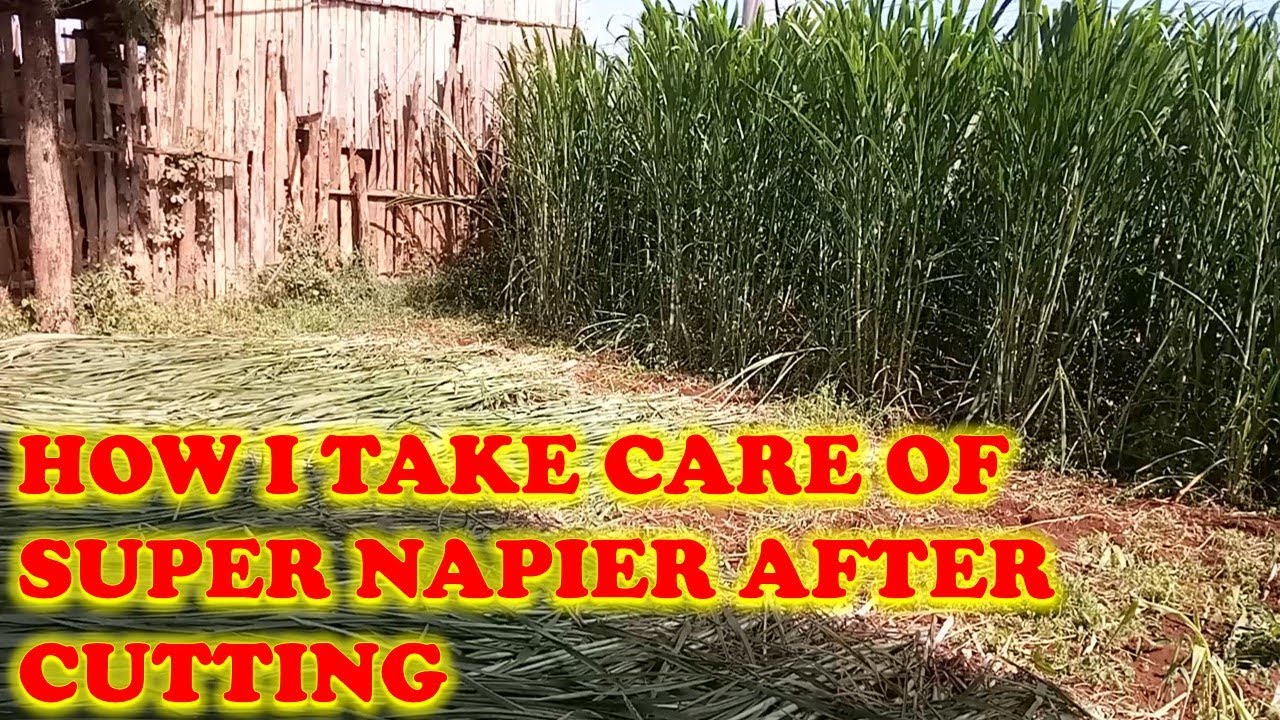 How i take care of super Napier after cutting - YouTube