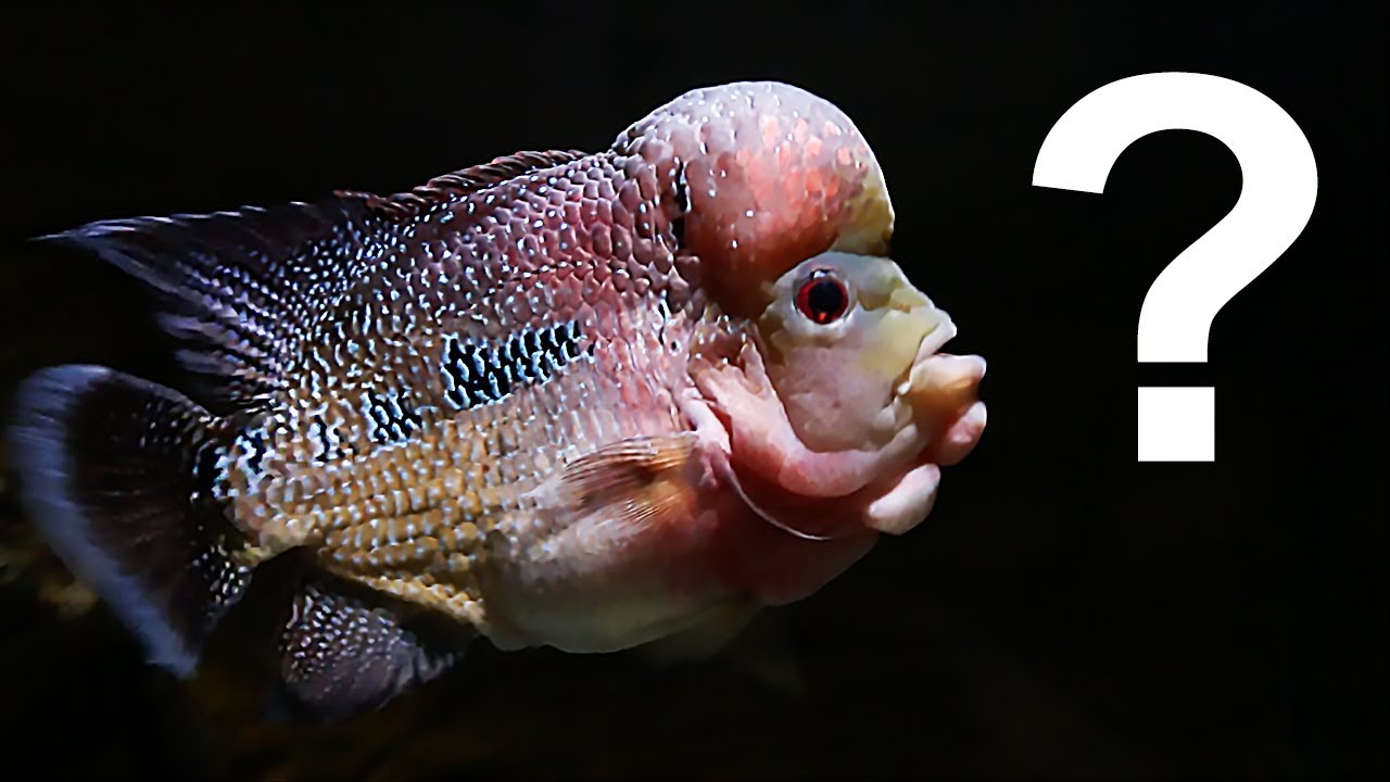 What will happen to Frank? - YouTube