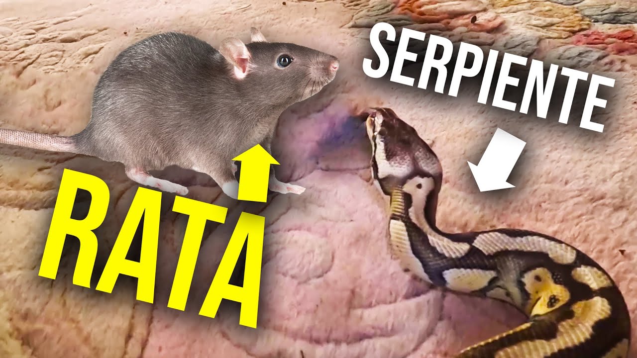 CÓMO DESHACERSE DE LAS RATAS RÁPIDO!!...serpientes - YouTube