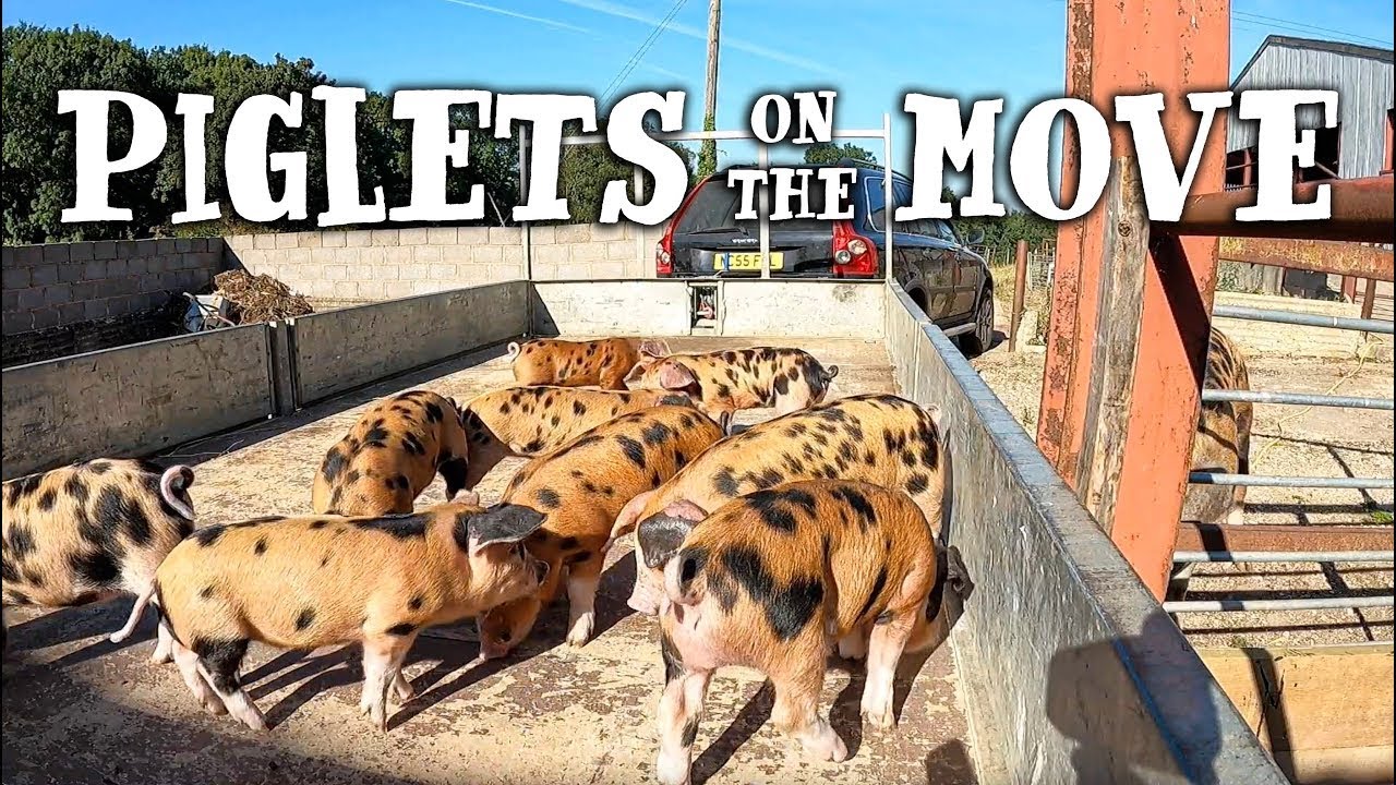 FARM vlog - MOVING CUTE PIGLETS ON THE FARM - YouTube
