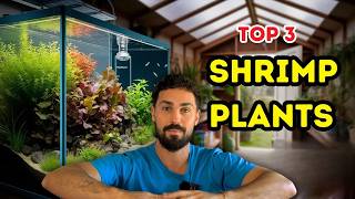 TOP 3 Aquarium Plants For Cherry Shrimp