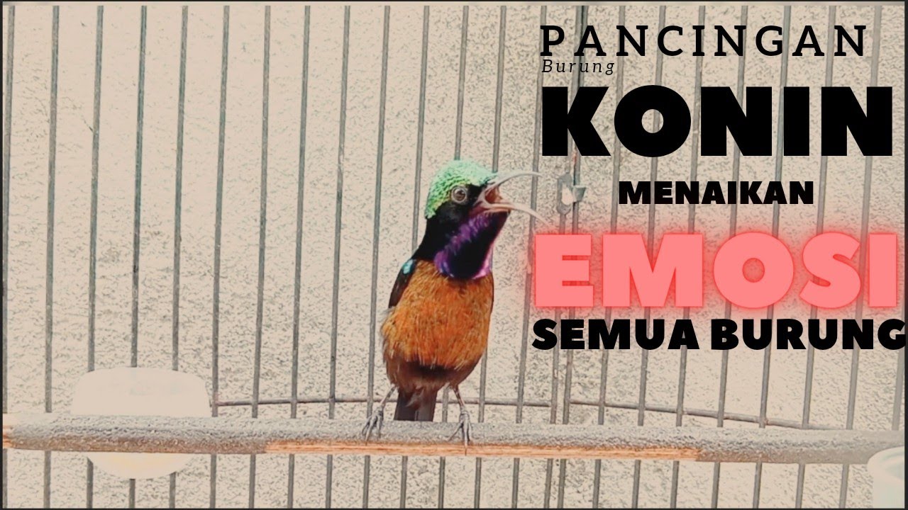 burung KONIN GACOR pancingan kicau emosi burung kolibri ninja bongkar ...