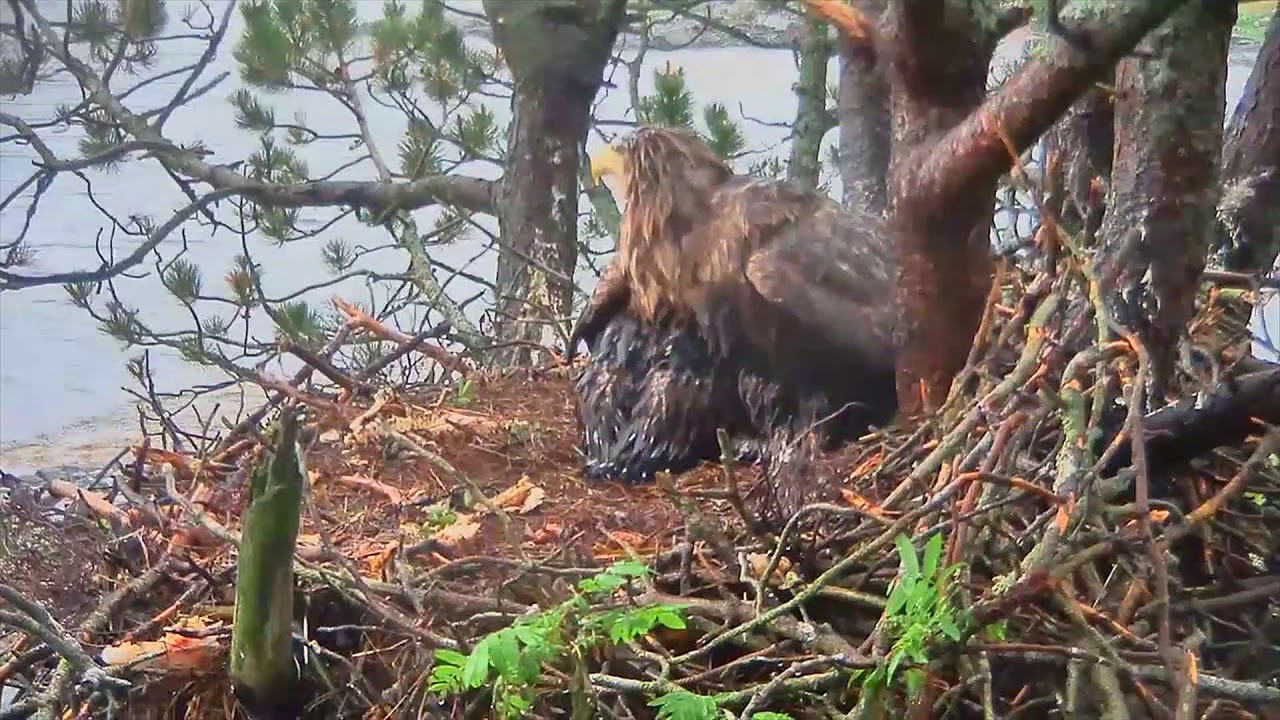 Protecting the eagle chicks from the rain - YouTube