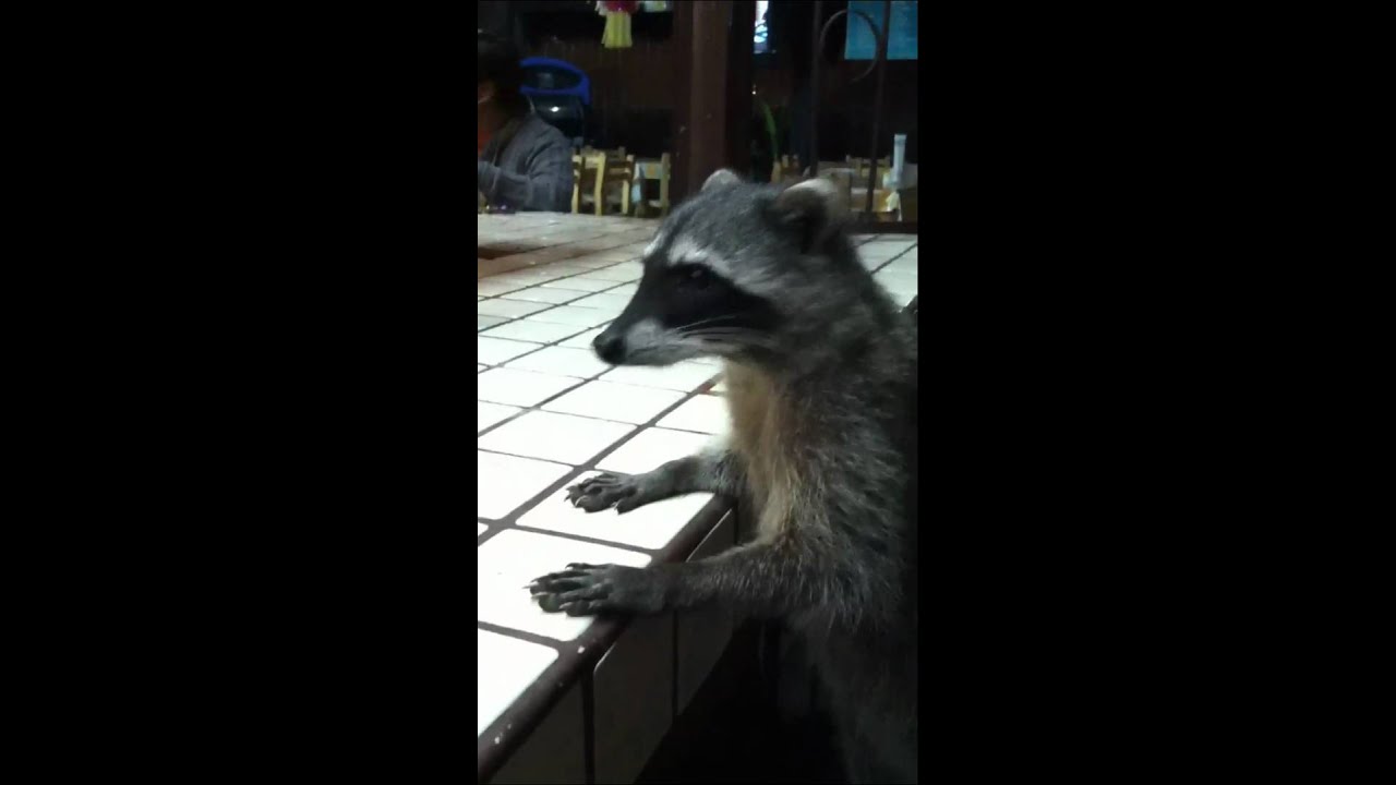 Raccoon wants a taco - YouTube