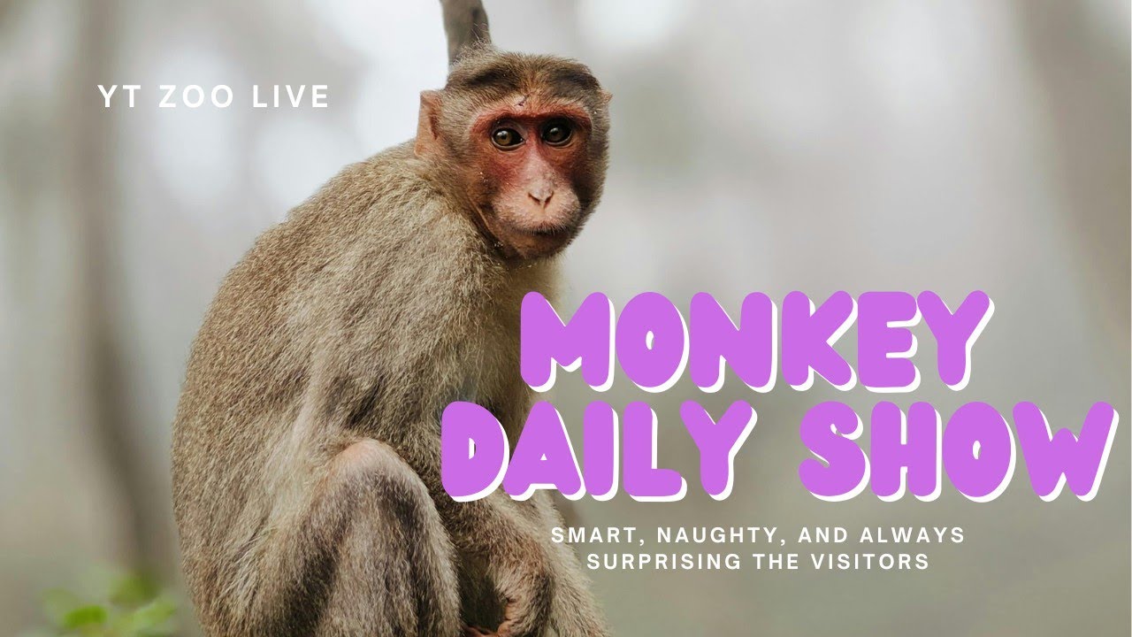 Baby Monkey Learning to Climb - ADORABLE FAILS! - YouTube