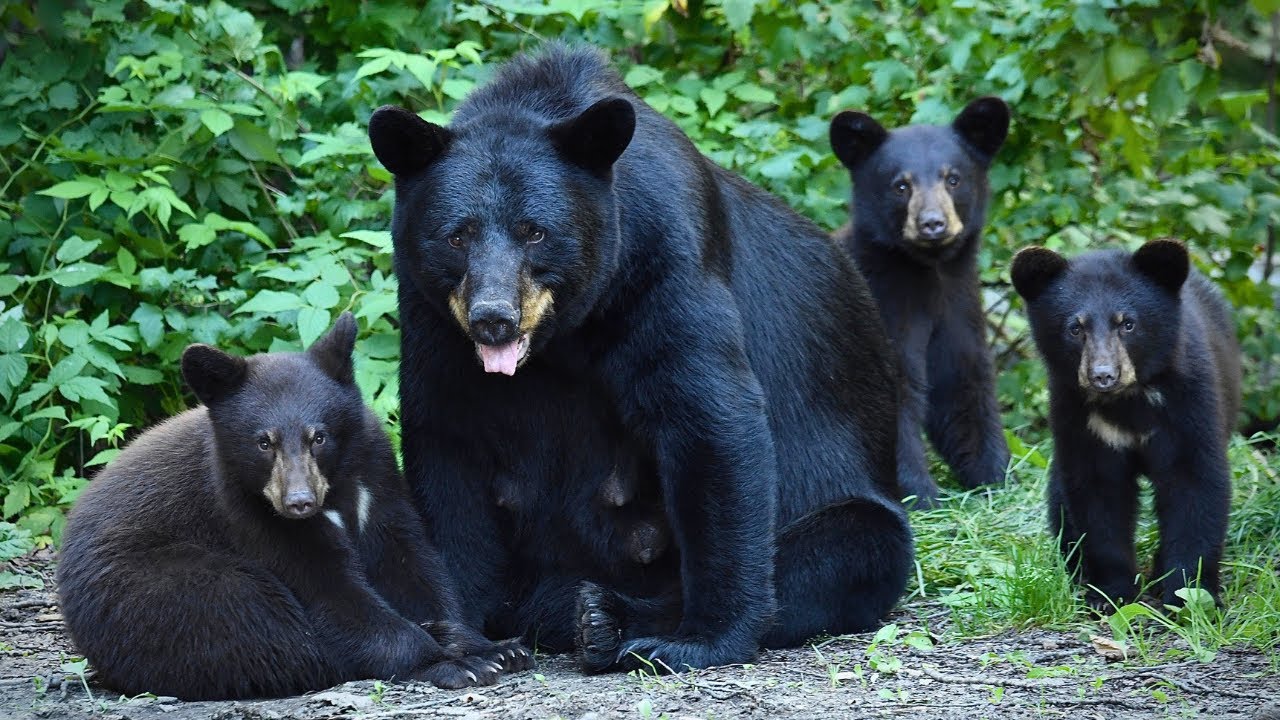 American Black Bears: Surprising Intelligence of Nature - YouTube