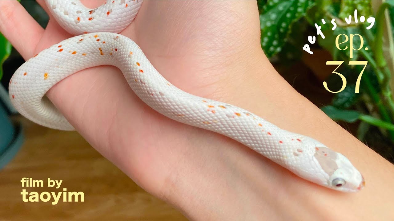 Pet’s Vlog.37 |🐍 ชั่งน้ำหนักน้องงู palmetto corn snake 1 ขวบแล้ว! นน.เท่าไหร่? #cornsnake - YouTube