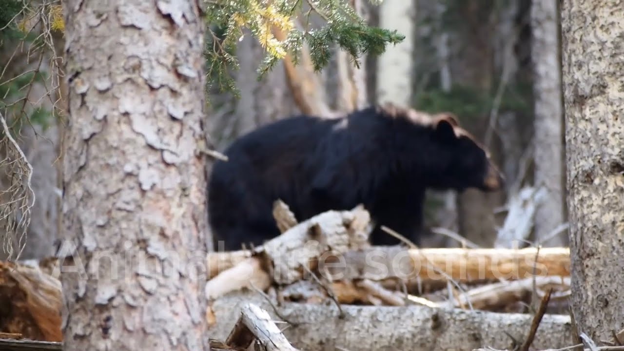 Relaxing animal sounds - bear, dog, cat, cow, duck, sheep - YouTube