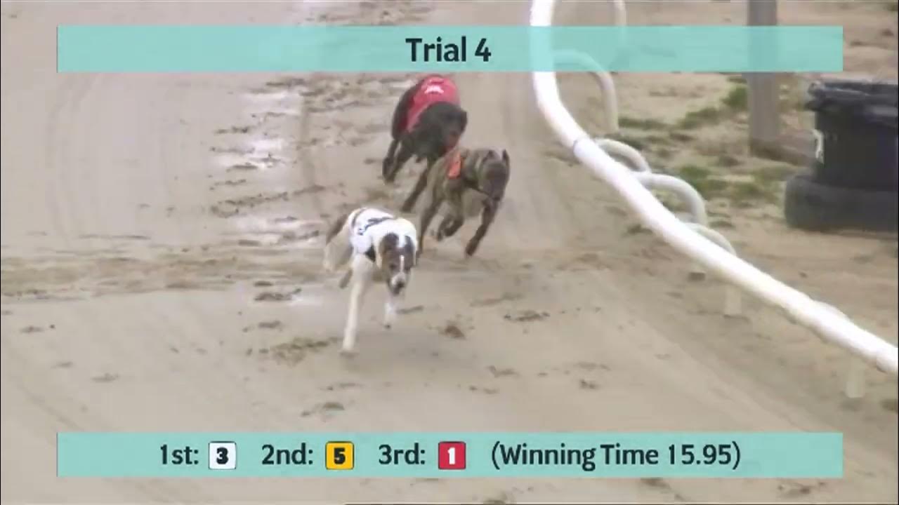 Swindon Greyhounds Trials on 5th May 2023 - YouTube Swindon Greyhounds Trials on 5th May 2023 - YouTube