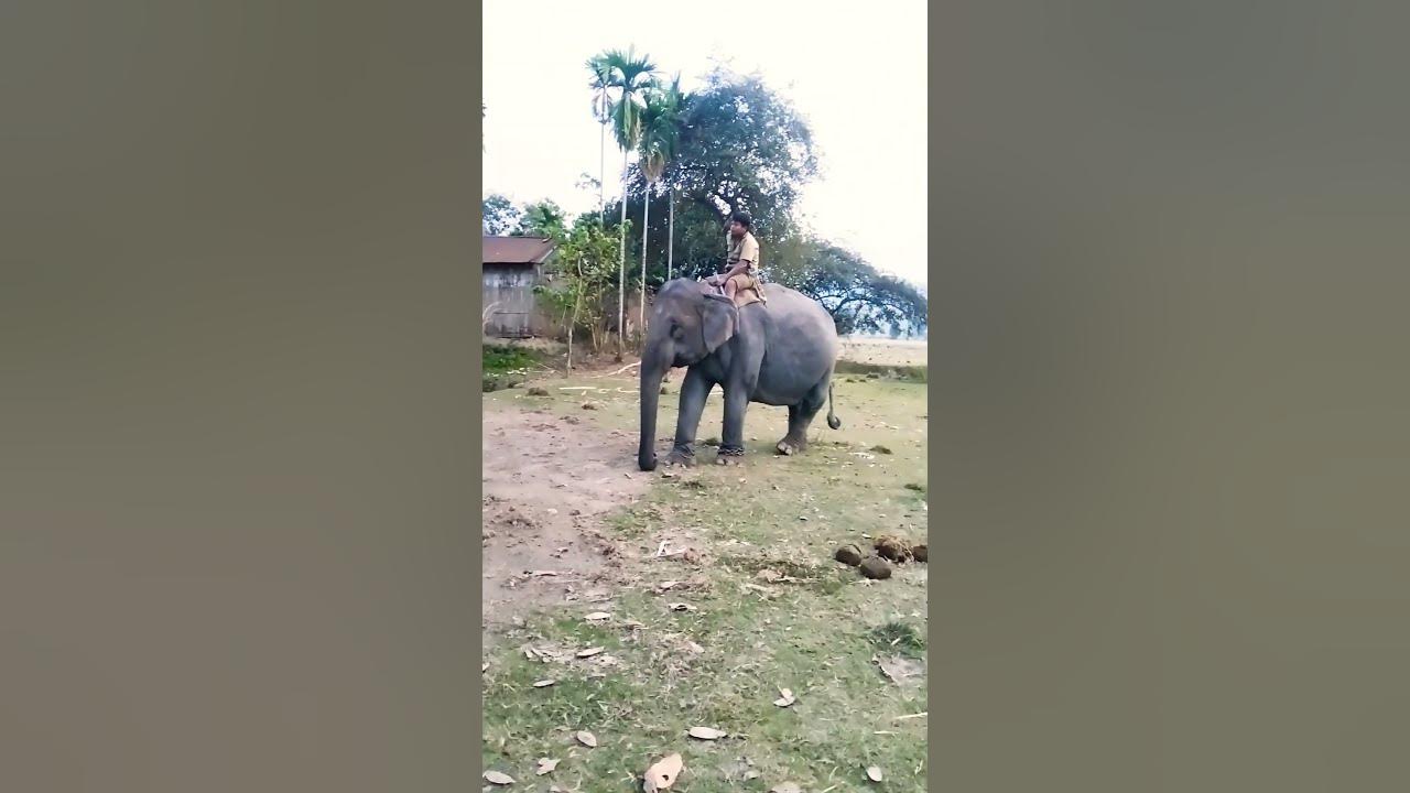 Kaziranga National park - YouTube