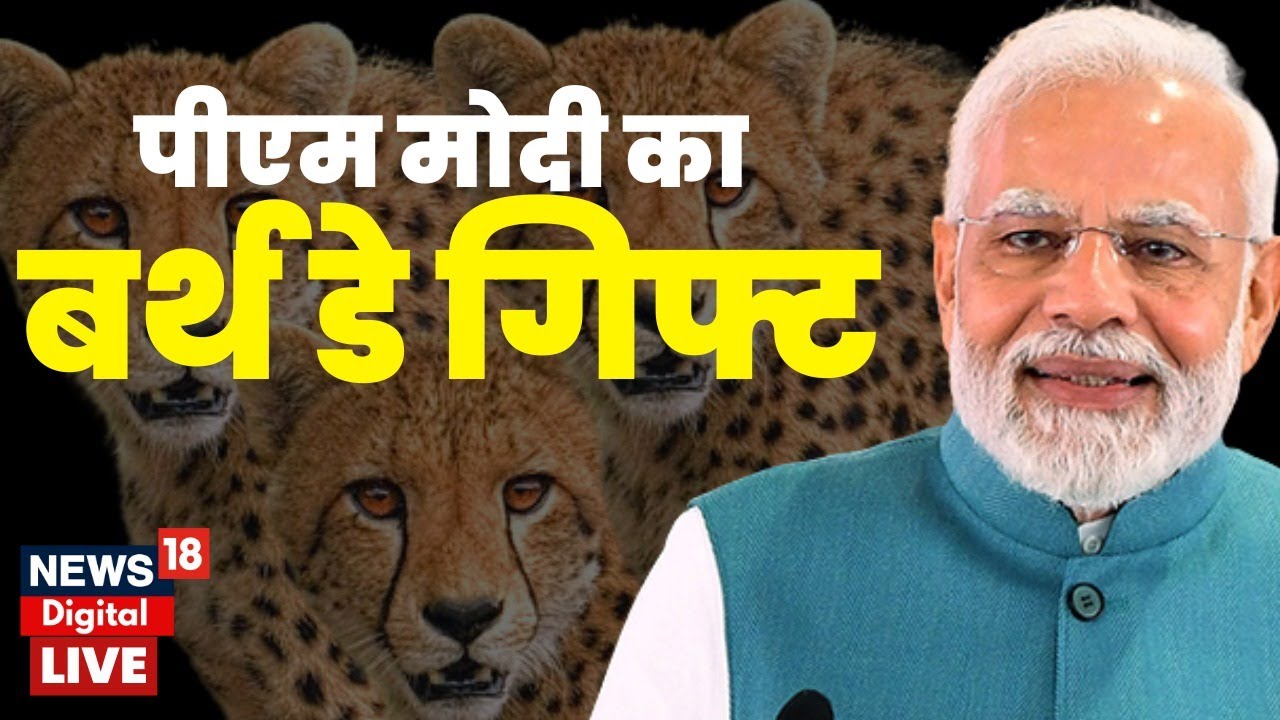 Cheetah in India | Live News | Pm Modi Birthday | Cheetahs from Namibia ...