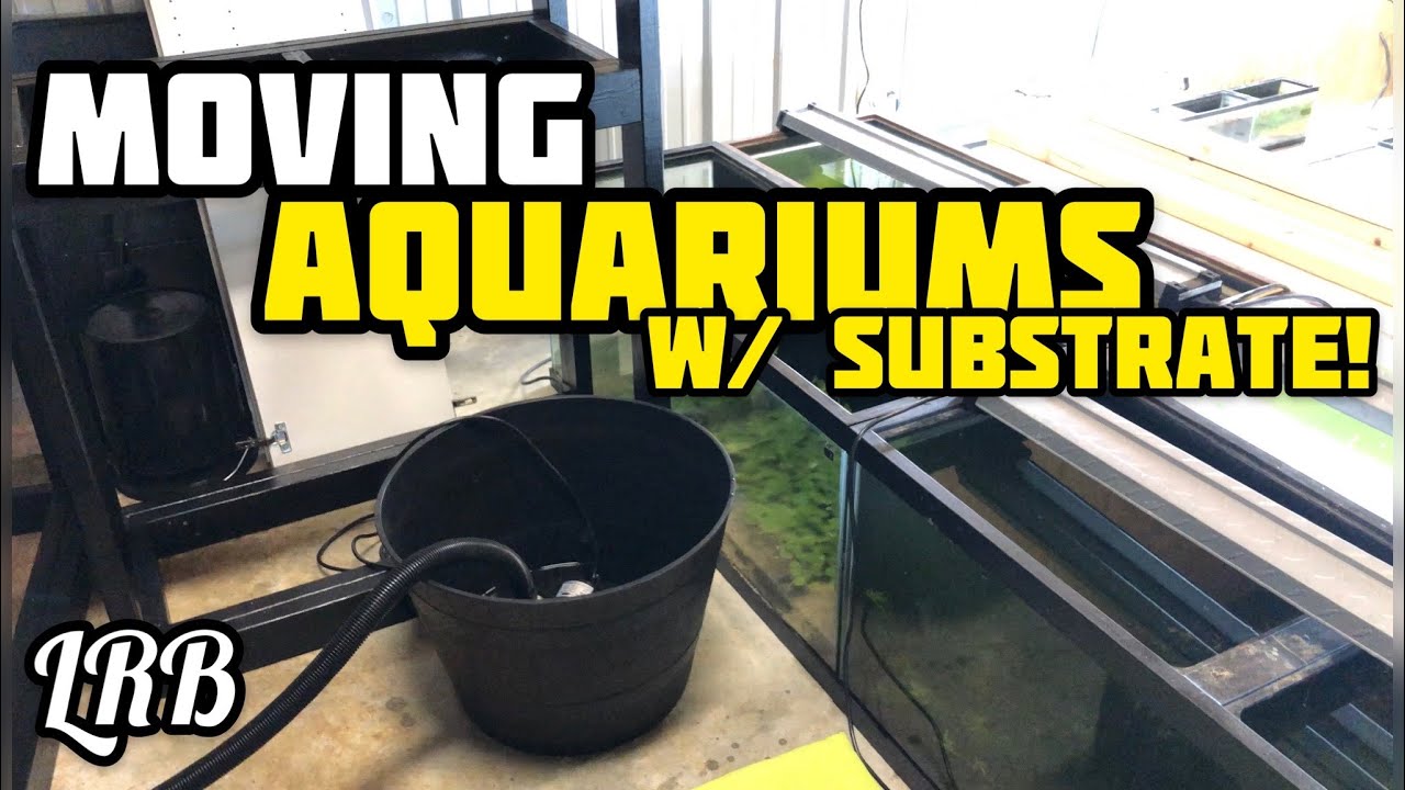 Moving Aquarium w/ Water Fish Substrate and Plants | Starring Ropefish ...