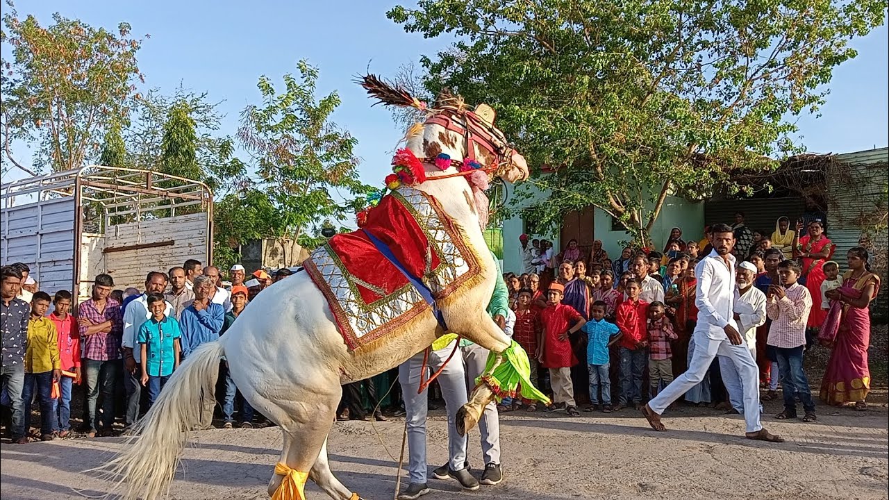 horse dancing on halgi - YouTube