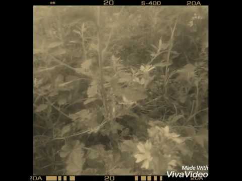 Gulmeli pirkol sevgi haqinda