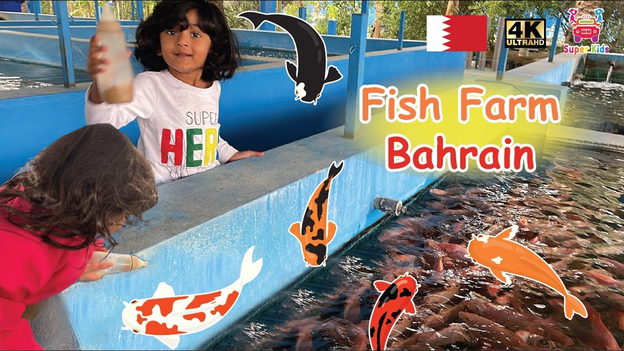 Fish Farm in Bahrain | Kids learning and feeding fishes | Superkids ...