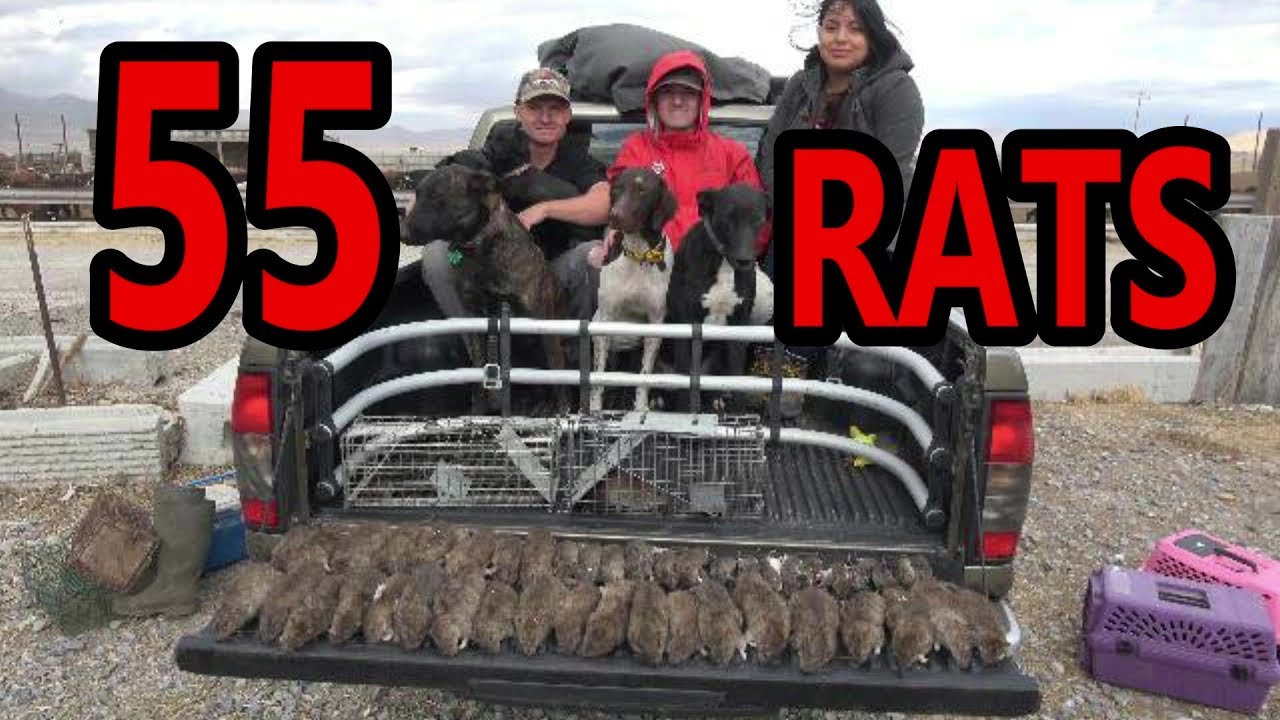 Local News Films Mink Man Ratting - YouTube