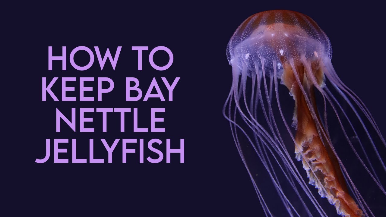 How to Keep Bay Nettle Jellyfish - YouTube
