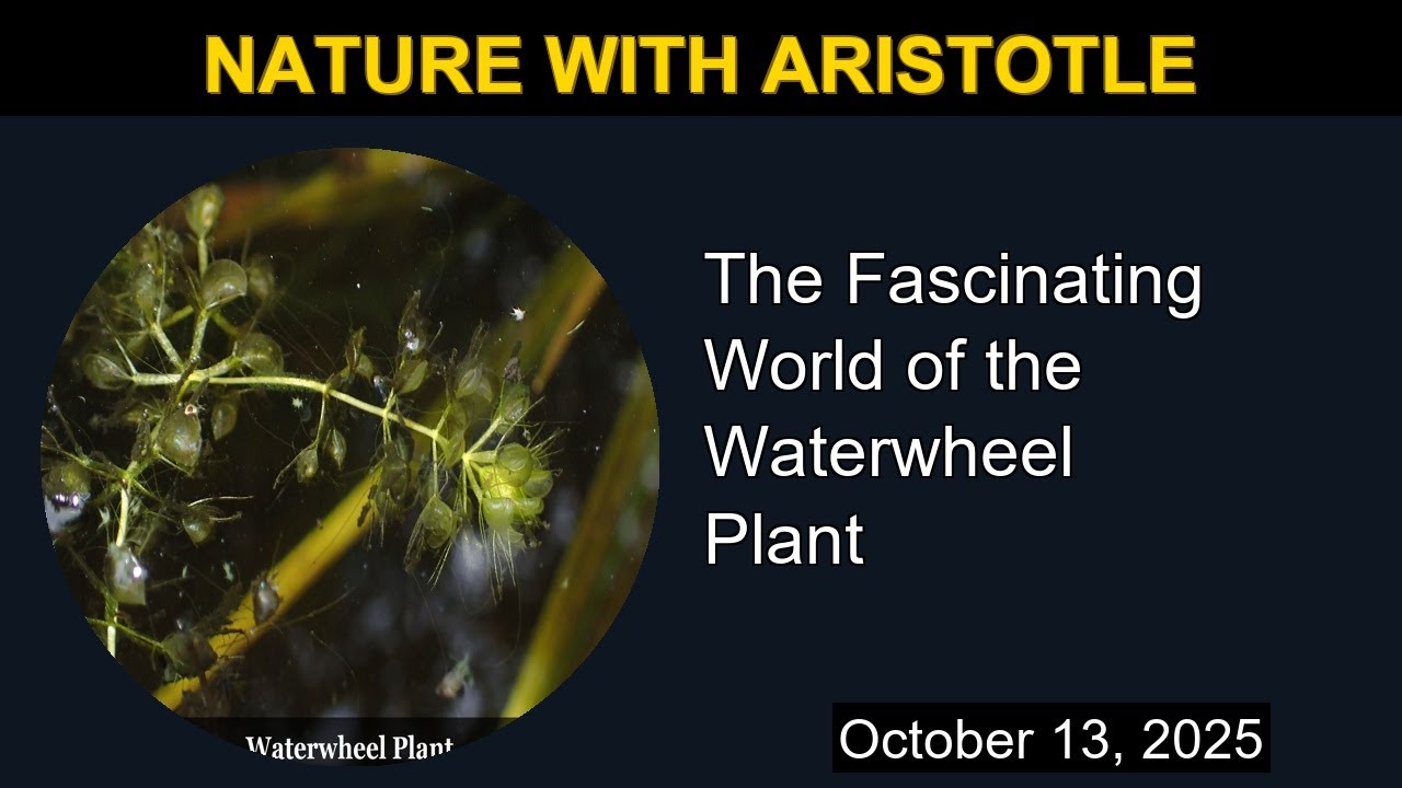 The Fascinating World of the Waterwheel Plant | Nature with Aristotle ...