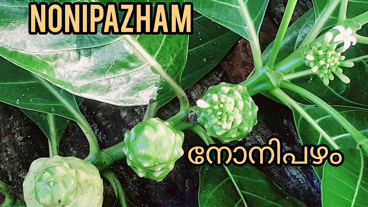 Nonipazham sedha oushadam നോനിപഴം സിദ്ധ ഔഷധം - YouTube